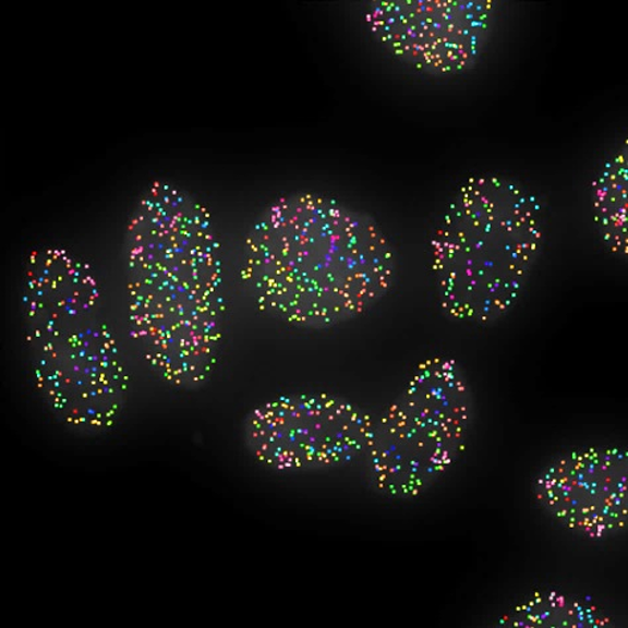 Bruker Spatial Genomics | Direct in situ visualization of the 3D genome