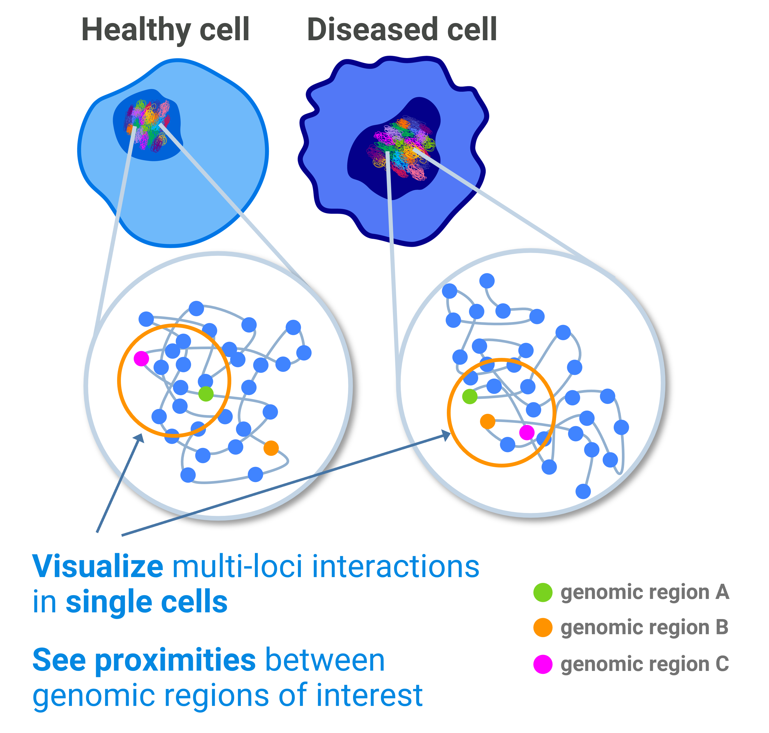 Bruker Spatial Genomics | Direct in situ visualization of the 3D genome